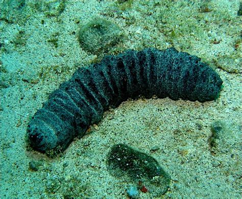 Sea Cucumber Phylum Echinodermata