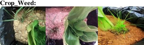 figure 1 from weeds detection in agricultural fields using