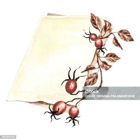로즈힙 가지 과일 잎이 있는 수채화 시트 오래 된 편지지 그림 템플릿입니다 초대장과 카드 포장 및 직물 스티커에 인쇄를 위한
