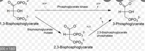 Chapter Carbohydrate Metabolism Glycolysis Glycogen Gluconeogenesis And The Pentose