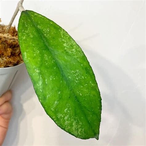 خرید و قیمت گل هویا باهویی سوپر کلکسیونی از غرفه هویا سِنتِر