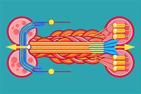 This Visual Illustrates How Muscles Contract Through The Sliding