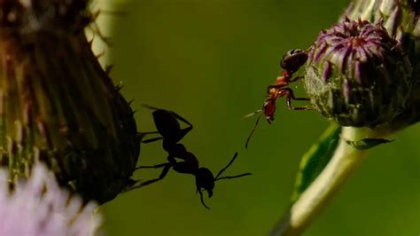 What Do Ants Look Like