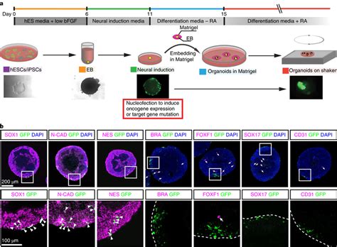 Introducing Genome Editing Constructs Into Neural Stem Precursor Cells