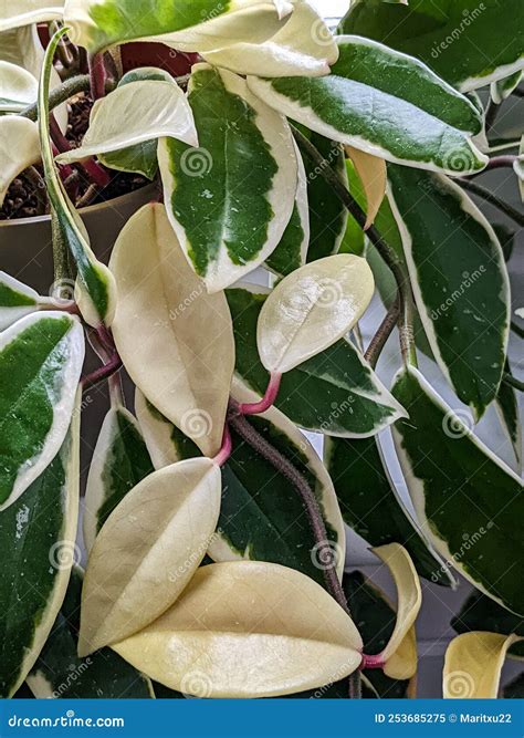 Variegated Leaves Of Hoya Carnosa Variegata Krimson Queen Stock Image