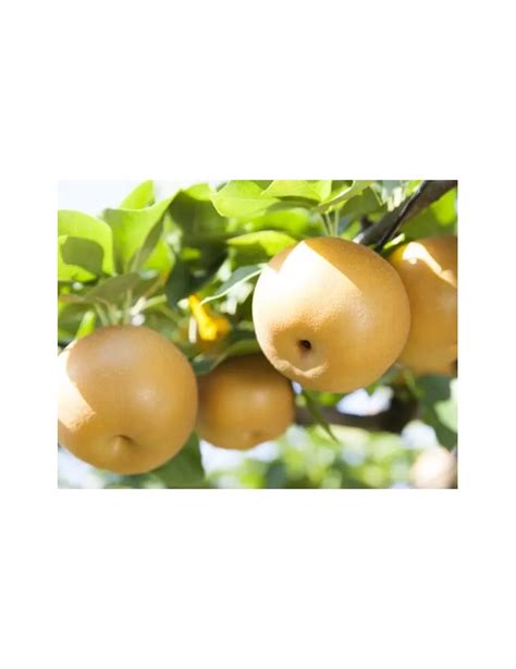 Pear Trees Buy Online Now Botanix Jardin Lauzon