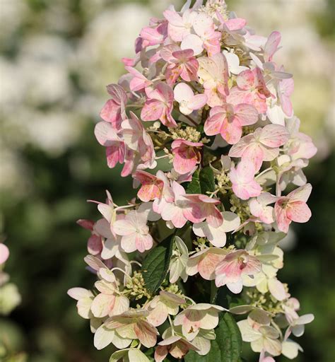 Hydrangea Paniculata Confetti Bugás Hortenzia Tájkertész