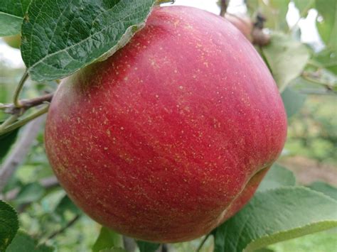 お待たせです収穫開始しなのスイート約10kg 当農園リピーターのお客様が一番多い品種です爽やかな甘味が染み入ります酸味も優しい品種