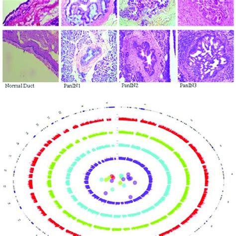 Global Alternative Splicing In Panins Heirarchical Heatmap Clustering Download Scientific