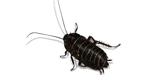 Black Stink Roach Sawan Books