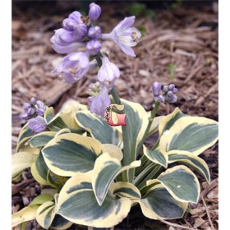 Купить Хоста Майти Маус | Hosta Mighty Mouse (1 шт.) в Ростове-на-Дону ...