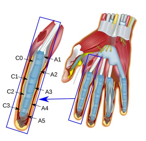 Soft Tissue Injuries Of The Hand Rcemlearning