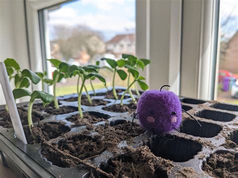 Junimo Working Their Magic R Stardewvalley