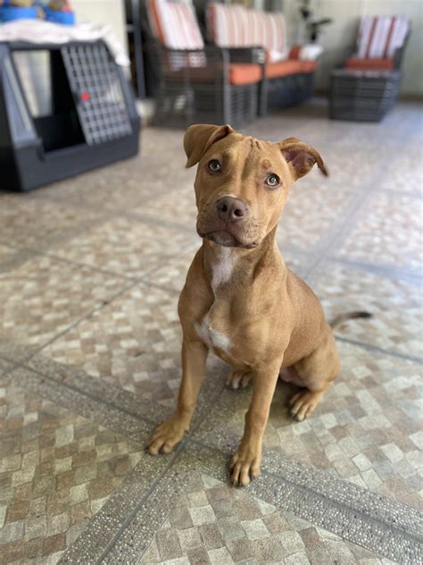 Meet Nala The African Pitbull Rpitbulls