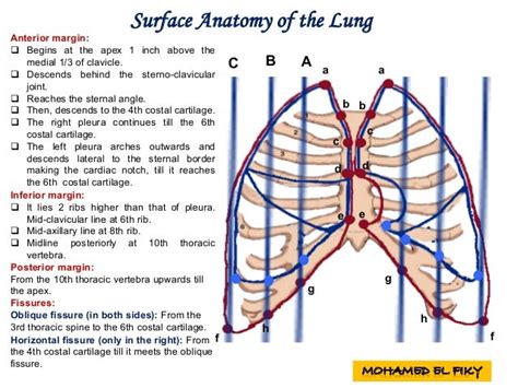 Surface Anatomy Of Heart And Lungs