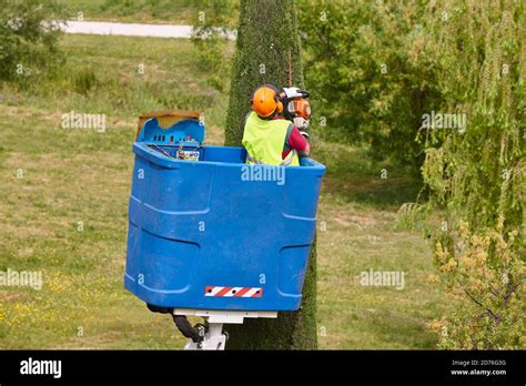 Gardener Pruning A Cypress Tree With A Chainsaw And A Crane Stock Photo Alamy