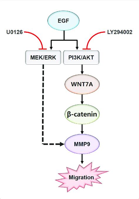 Schematic Model For The Egf Mediated Migration Regulation In