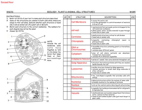 1b Cell Structure Worksheet Snc2d Biology Plant And Animal Cell