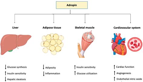 The Role Of Adropin In Health And Disease Encyclopedia Mdpi