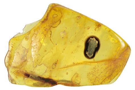 Detailed Fossil Beetle Coleoptera In Baltic Amber 234468 For Sale