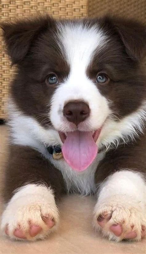 This Cute Pupper 🐶 Scrolller