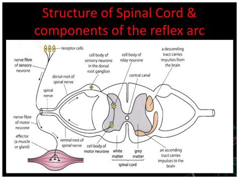 The Vertebrae The Spinal Cord And The Reflex Arc Anjung