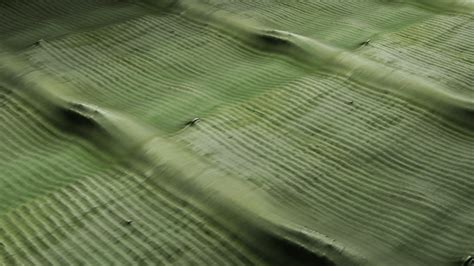 Flower Stem Pbr Texture A23d