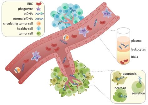 What Is The Difference Between Ctdna And Cfdna Pediaa