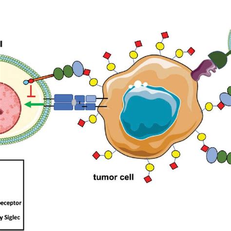 Pdf The Sialoglycan Siglec Glyco Immune Checkpoint A Target For