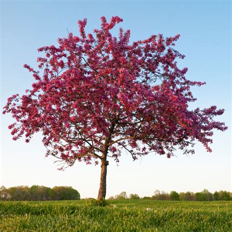 Red Flowering Trees With Identification Pictures