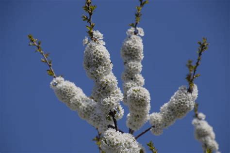 Mycobacterium Avium Complex Foto Stok Potret And Gambar Bebas Royalti