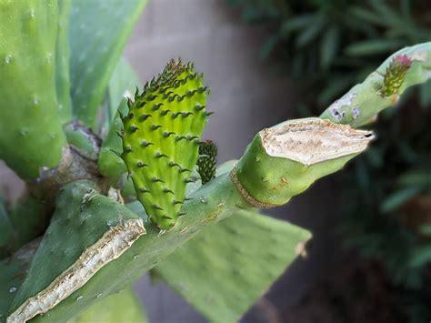 How To Easily Propagate Prickly Pear Cactus