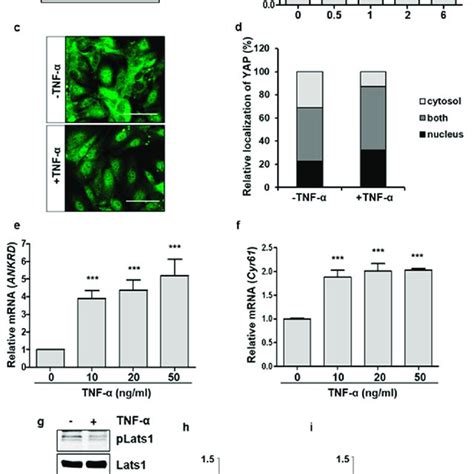 Tnf α Induces Yap Nuclear Translocation And Activation In Endothelial
