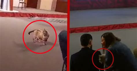 Zeus Se Cuela A La Mañanera Del Presidente En Palacio Nacional