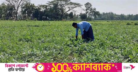 রমজানে শত কোটি টাকার তরমুজ বিক্রির আশা । Daily Star Bangla