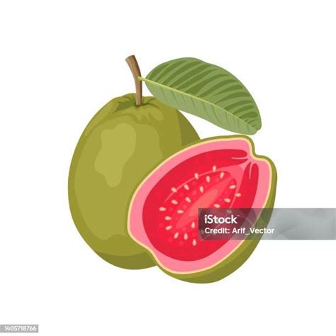 벡터 일러스트 레이 션 열대 과일 구아바 전체 과일과 절반 흰색에 고립 구아바에 대한 스톡 벡터 아트 및 기타 이미지 구아바 0명 건강한 식생활 Istock