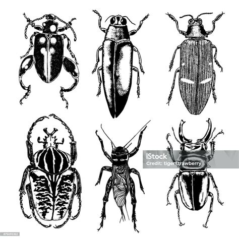 곤충 점각 그리기 세트 절연입니다 화상 자국 및 해칭 음영 스타일 유행 자 수에서 곤충과 벌레 컬렉션입니다 벡터입니다 개미에 대한 스톡 벡터 아트 및 기타 이미지 Istock