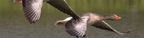 Biosecurity Avian Flu Nbc Environment