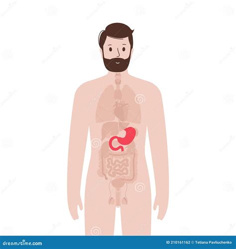 男性体内器官 向量例证 插画 包括有 图象 健康 紊乱 食道 腹泻 内窥镜检察 男性 例证 210161162
