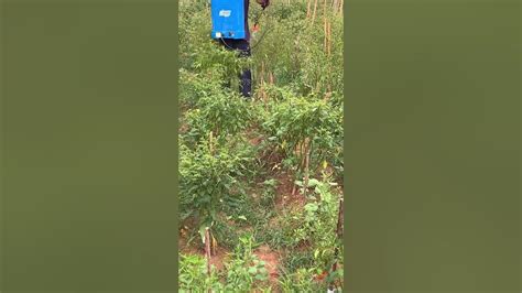 মরিচ গাছে স্প্রে করার পদ্ধতি 🌶️🌶️viral Viralvideo Nature Youtube