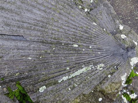 Fossil Palm Leaves RegenAxe