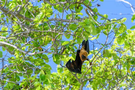 Flying Fox On Maldives Island Fruit Bat Flying Gray Headed Flying Fox