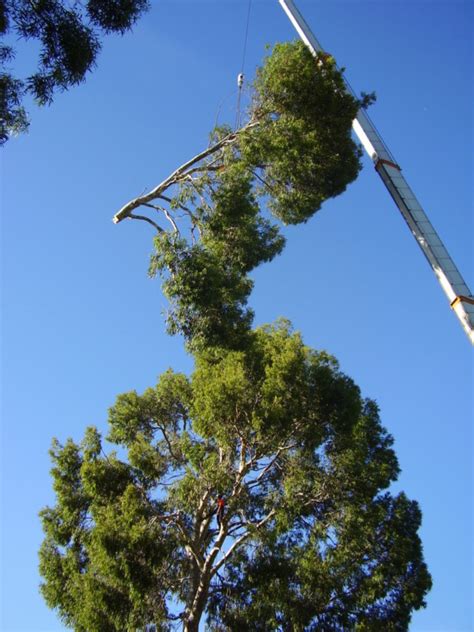 Cherry Pickers WA Treeworks