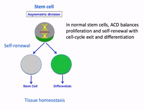 L21 Asymmetric Cell Division Flashcards Quizlet