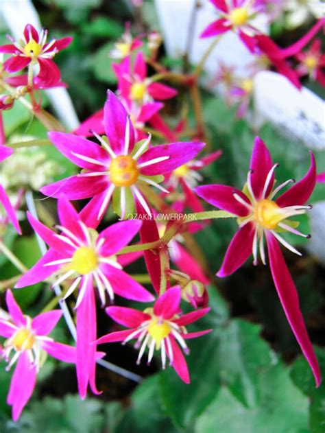 ダイモンジソウ大文字草 オザキフラワーパーク