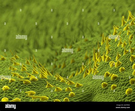 Cannabis Leaf Trichomes Coloured Environmental Scanning Electron