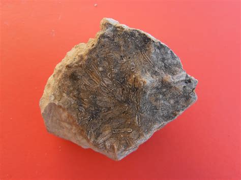 Fossil Corals Fossil Corals Foraminifera Nummulites