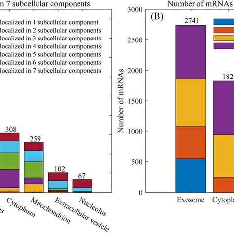 Summary Of Subcellular Localization Data For Mirnas And Mrnas Each Bar