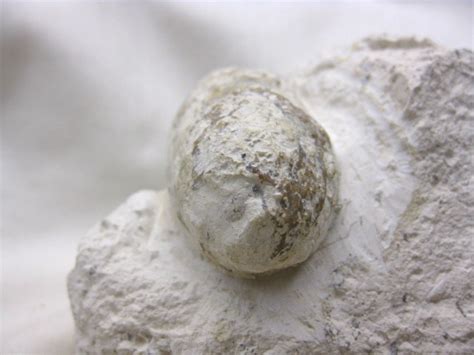 Eocene Age Fossil Crocodile Egg 3d  For Sale
