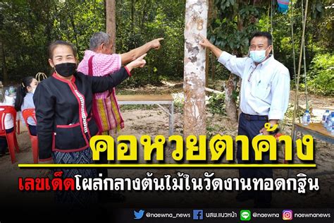 ข่าว Like สาระ คอหวยขนหัวลุก เลขโผล่ต้นไม้ในงานทอดกฐินวัดบ้านโนนหอม